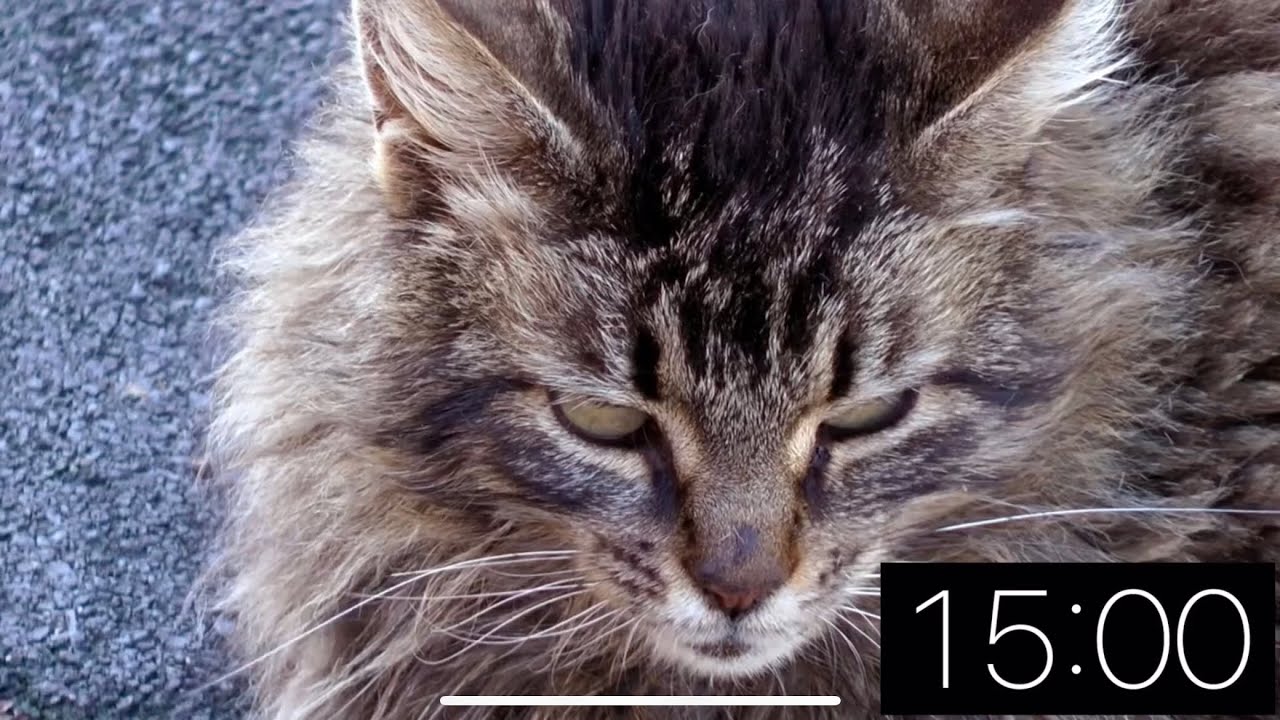 15 Minute Timer - Just Cats - YouTube