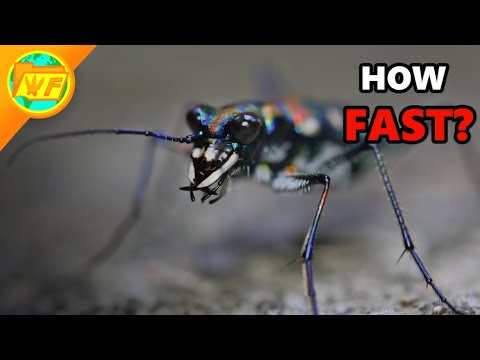 How Fast Are Australian Tiger Beetles