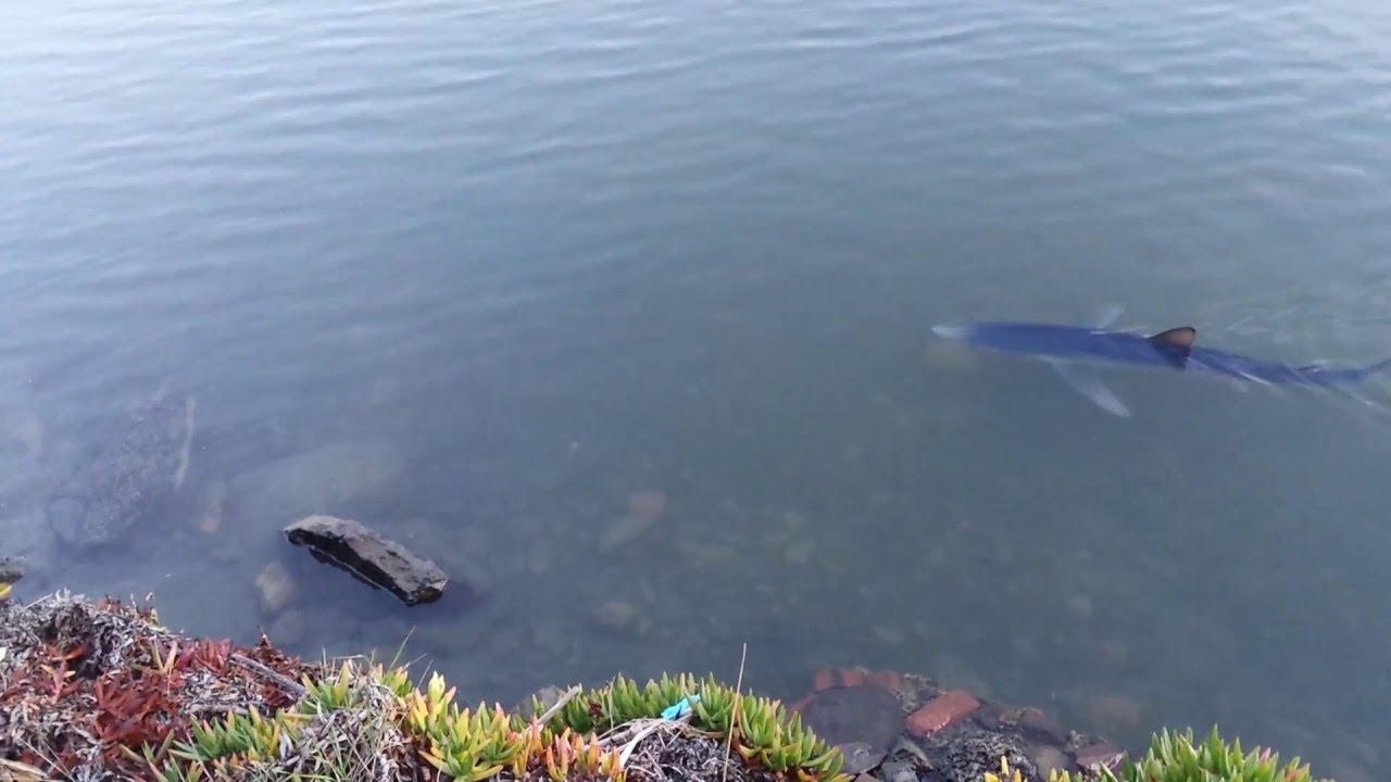 Stunning Blue Shark up close - YouTube