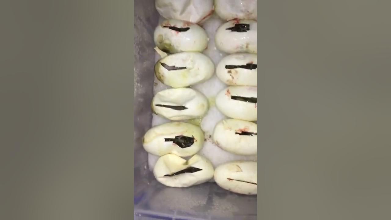 Burmese python eggs hatch. - YouTube