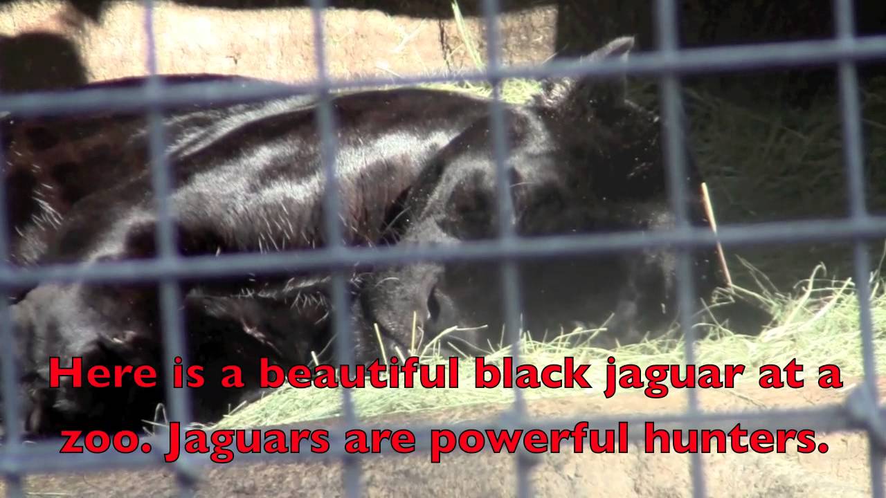 CATS (Domestic and Wild) KID SCIENCE - YouTube