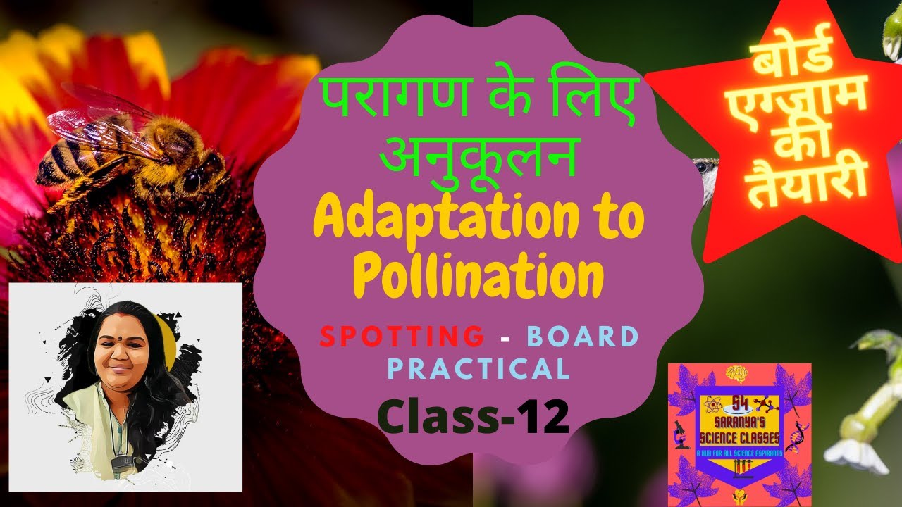 Class12 | Biology Practical | Adaptation to Pollination Maize & Salvia ...