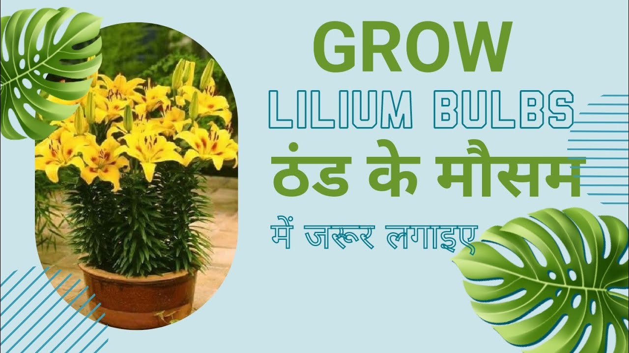 Growing lilium bulbs - YouTube