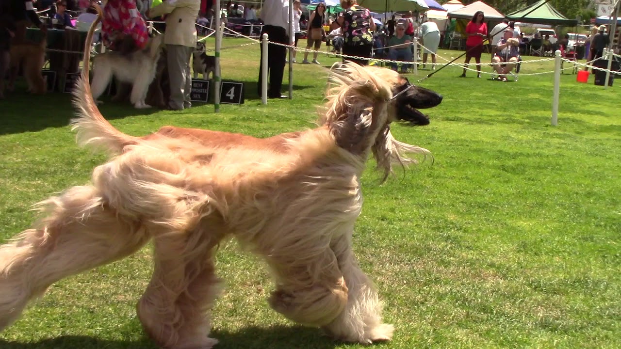 Rio Hondo Sun Breed - YouTube