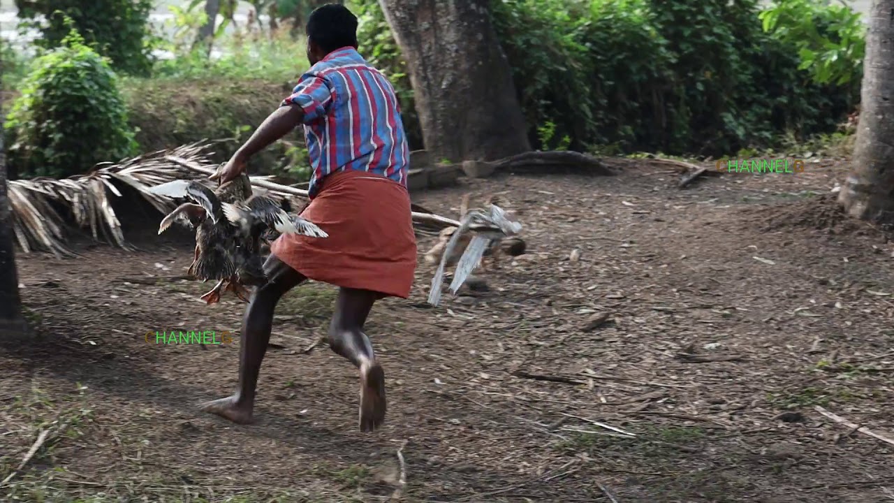 Duck Doalty Duck Tharavukaran, Duck Farmers of Kottayam #DUCK #FARM # ...