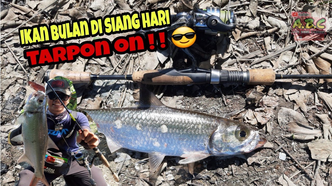 IKAN BULAN AKA INDO PACIFIC TARPON ! ! | KENA BULI TEROK ! ! - YouTube