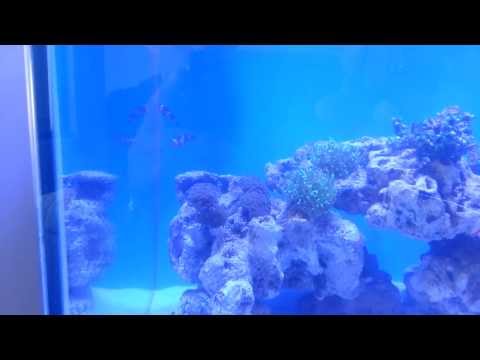 Deniz Akvaryumu Start