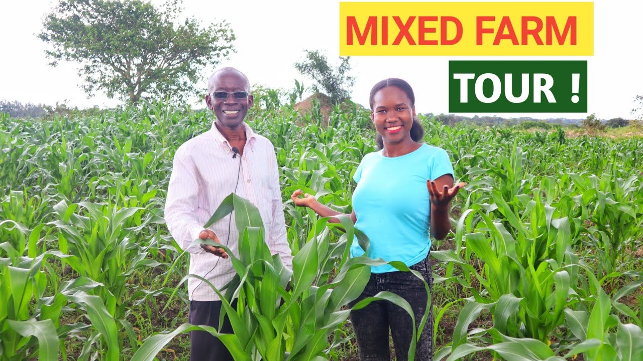 Profitable MIXED FARMING Business| NO REGRETS! - YouTube