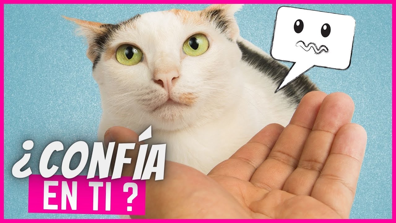 ¿Tu gato confía en ti? Así es como puedes saberlo inmediatamente. - YouTube
