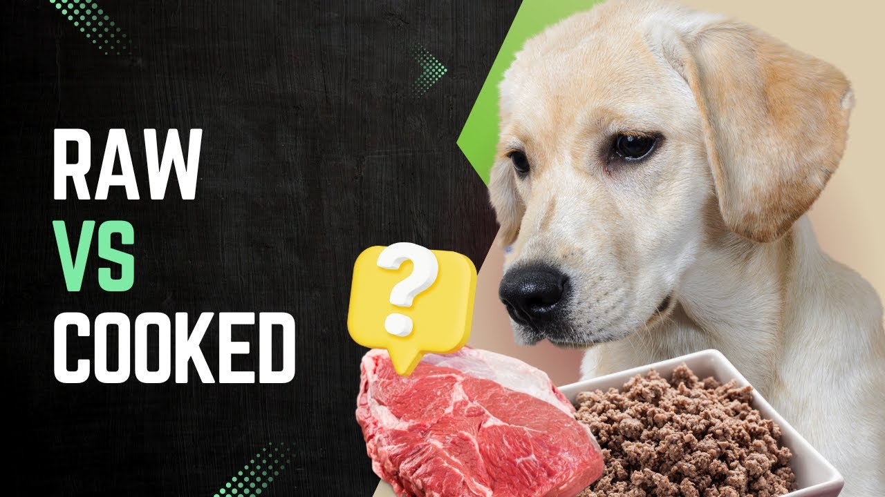 Should Dog Eat RAW or COOKED meat? | Raw vs Cooked Meat for Dogs: What ...