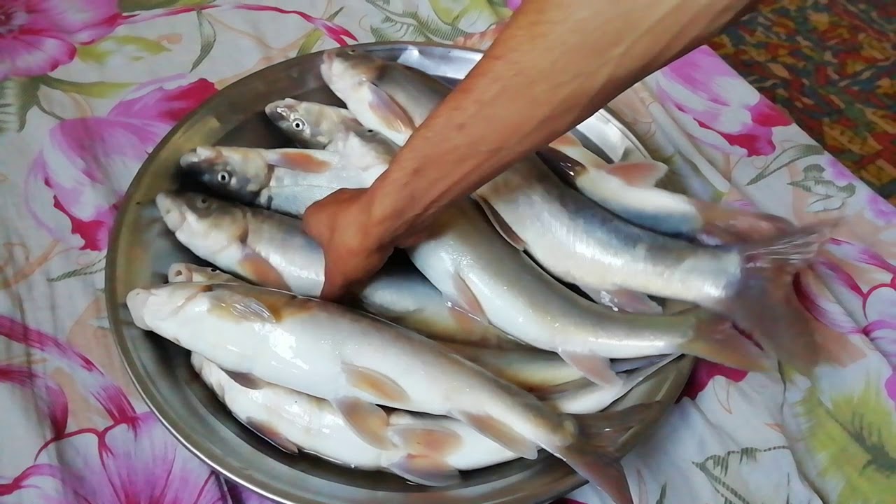 Fish from River Neelum _by_saqib official - YouTube