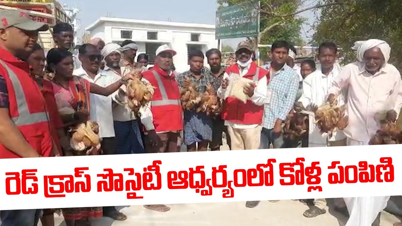రెడ్ క్రాస్ సొసైటీ ఆధ్వర్యంలో కోళ్ల పంపిణి | Red Cross Society ...