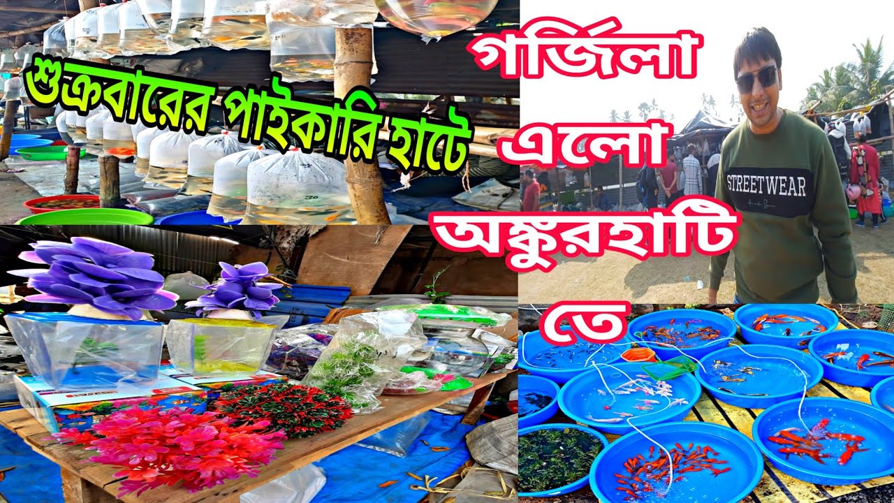 Ankurhati Pet Market | Aquarium Fish Ankurhati Pet Market | Howrah Fish ...
