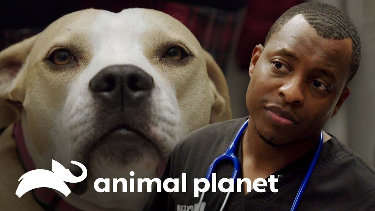 Cachorra sufre un desgarre parcial en una de sus patas | Veterinarios ...