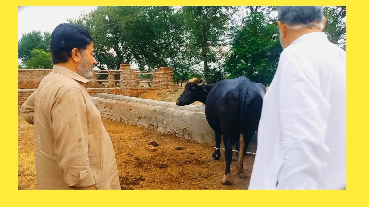 Pakistan Buffalo Nili Ravi 2024 | Buffalo Nili Ravi Video | - YouTube