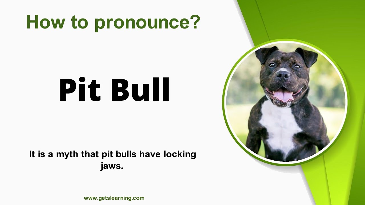 How to pronounce Pit Bull in English correctly - YouTube