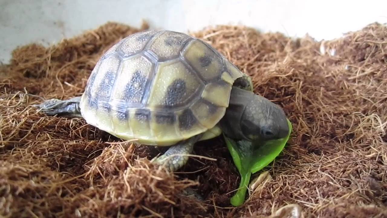 Paco Eating Salad - YouTube