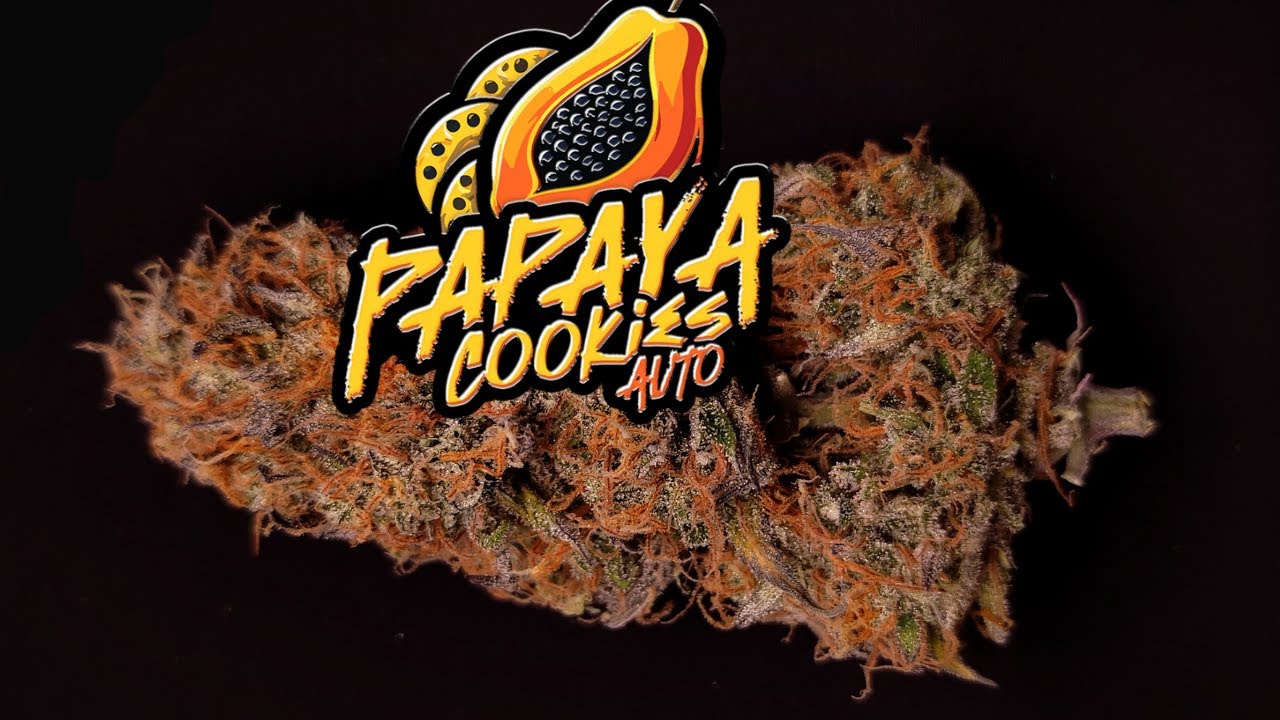 Papaya Cookies Auto | Trimmed Buds - YouTube