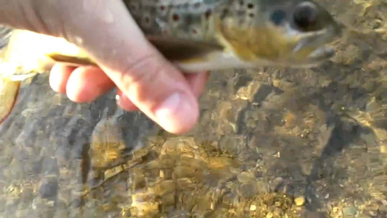 First Fish Caught & Released of 2011 - YouTube