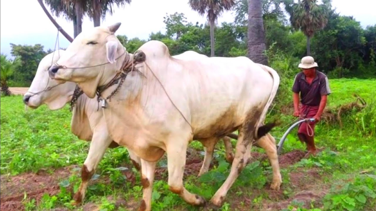 Cow plowing Growing crops Cambodia farmers - YouTube