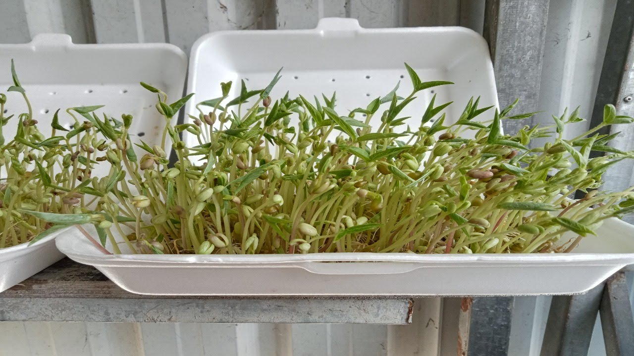 New way, Easy to grown bean sprouts with foam box - YouTube