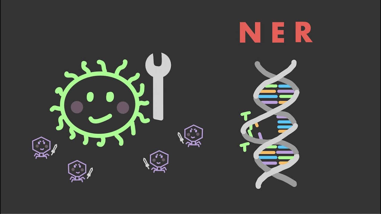 E. coli, T1 Bacteriophage, and the Discovery of Nucleotide Excision ...