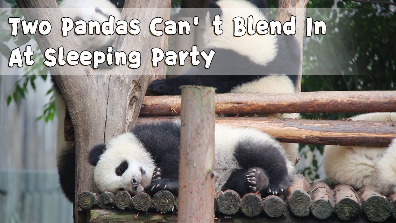Two Pandas Sleeping