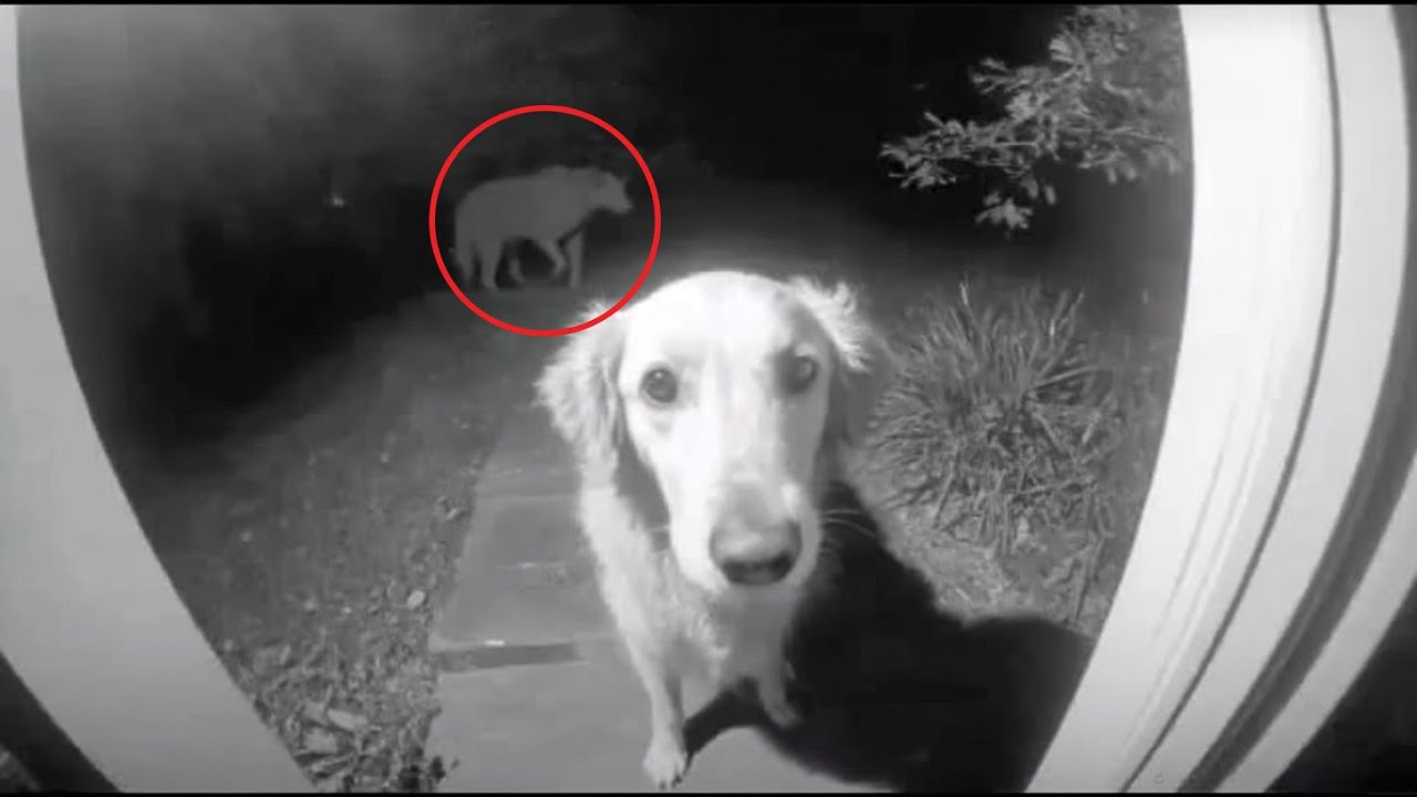Missing Dog Rings Doorbell at 3 A.M. Owner's Ring Camera Captures What ...