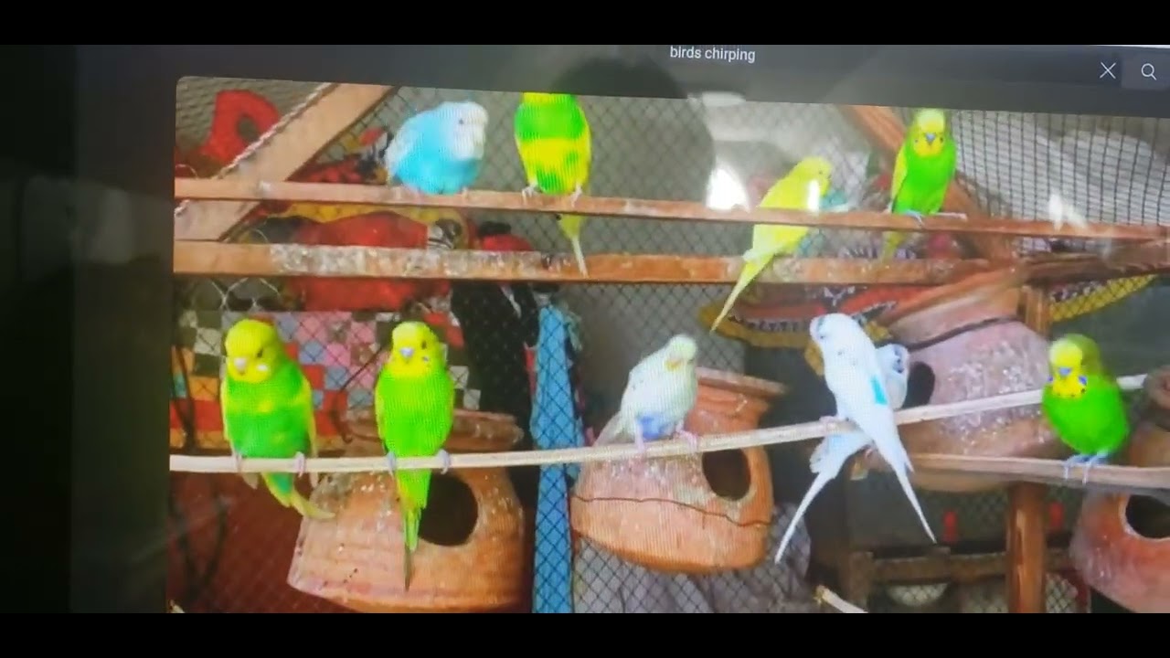 Teletubbies In The ABC Order - Birds - YouTube