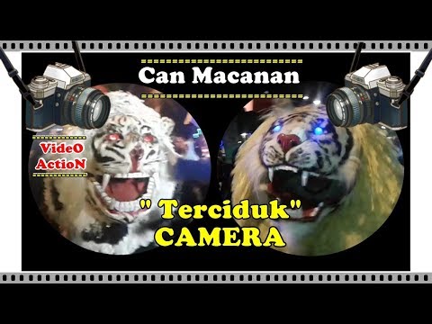CAN MACANAN Terciduk KAMERA - Aksi Can Macanan Madura | Aksi Barongsai Madura | HD.Video