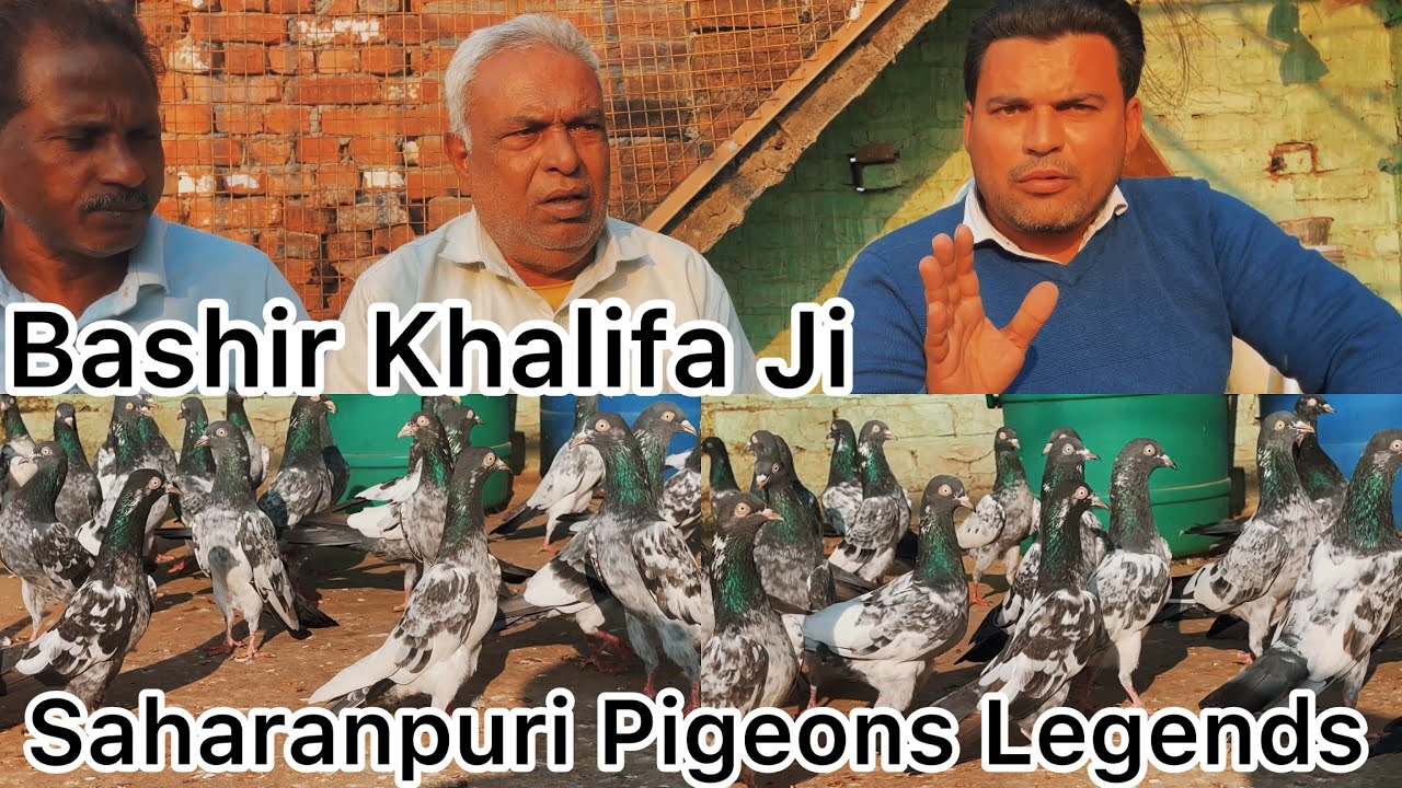 Saharanpuri Pigeons Legends | Bashir Khalifa Ji | Tournament Breeds information | Flying Records ...
