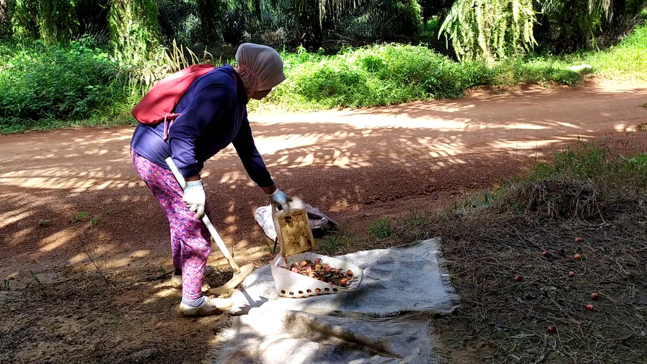 WANITA SUPER //PROSES PENGUTIPAN BRONDOL KELAPA SAWIT DI TPH - YouTube
