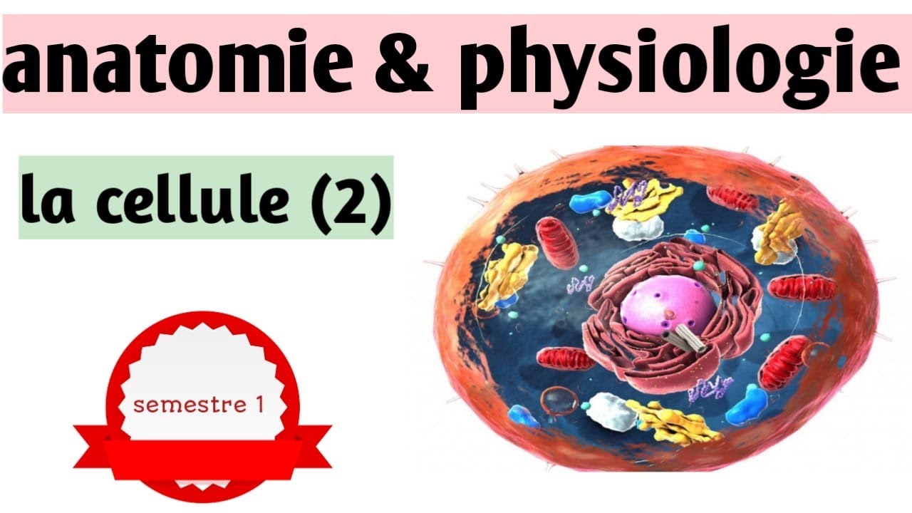 "cours S1 : anatomie & physiologie "cellule 2 - YouTube