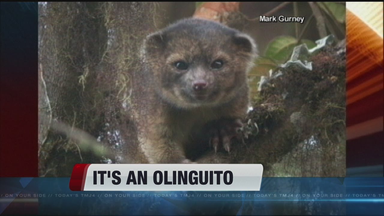 New mammal discovered: Meet the olinguito - YouTube