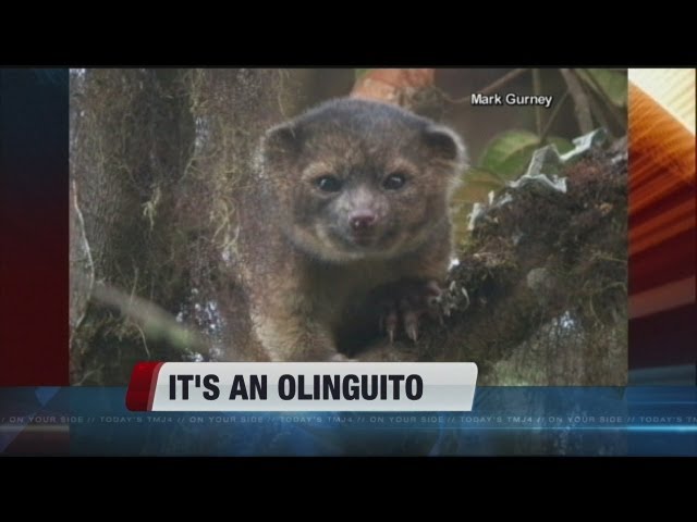 Olinguito Colombia L'olinguito, Le Nouveau Mammifère Tout Juste