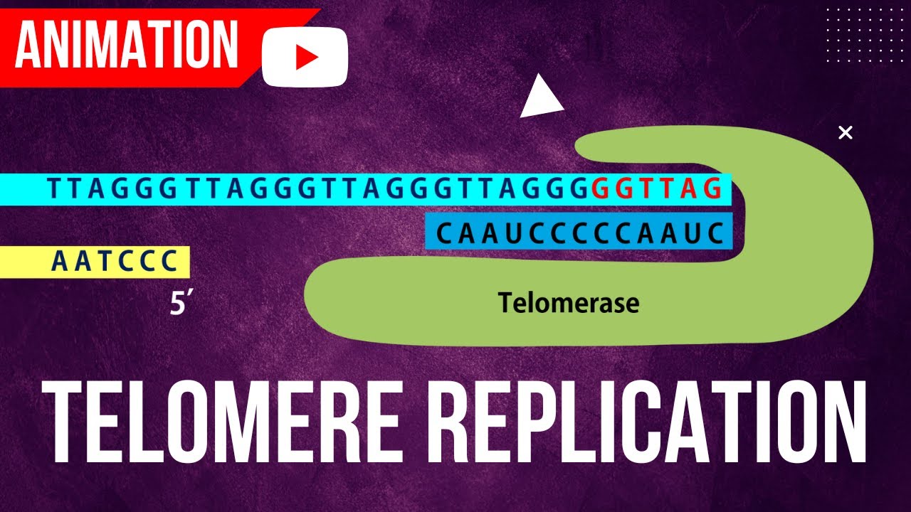 Telomere Replication Animation || End Replication Problem || Action of ...