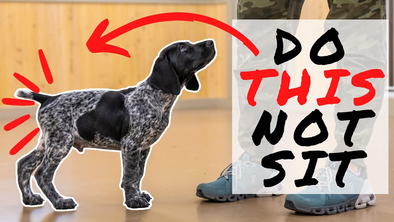Whoa Training Bird Dog Puppies First Step - Teach Stand - YouTube