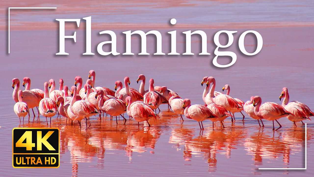 Pink Flamingo 4K Video Ultra HD | Most Beautiful Birds in the World ...