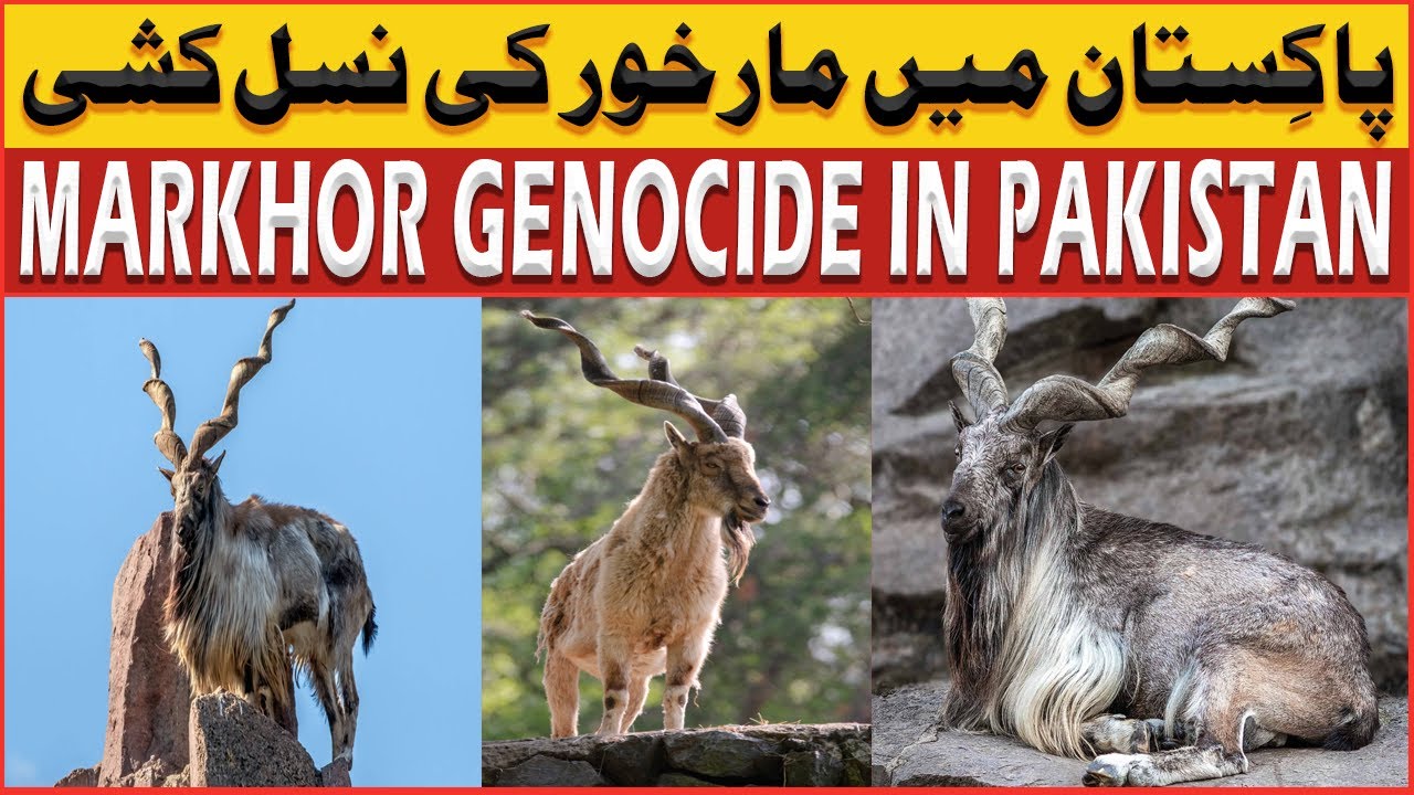 National Animal of Pakistan & Symbol Of ISI "MARKHOR" is in Danger Now | Markhor Genocide - YouTube