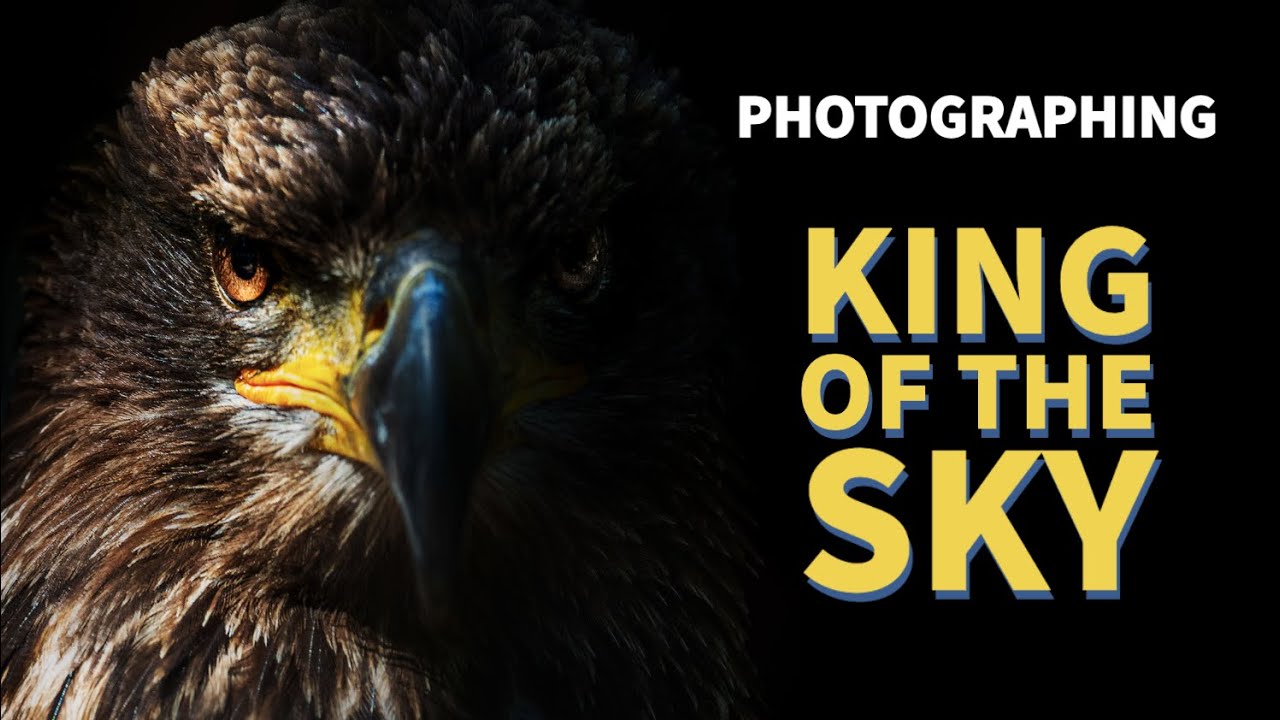 AMAZING eagle gathering - WILDLIFE PHOTOGRAPHY - Finding Bald Eagles ...