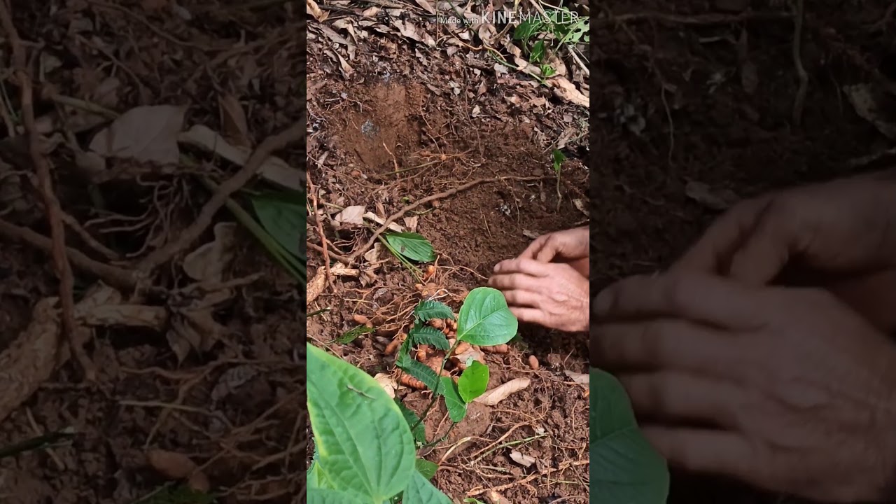 Açafrão Da Terra Youtube