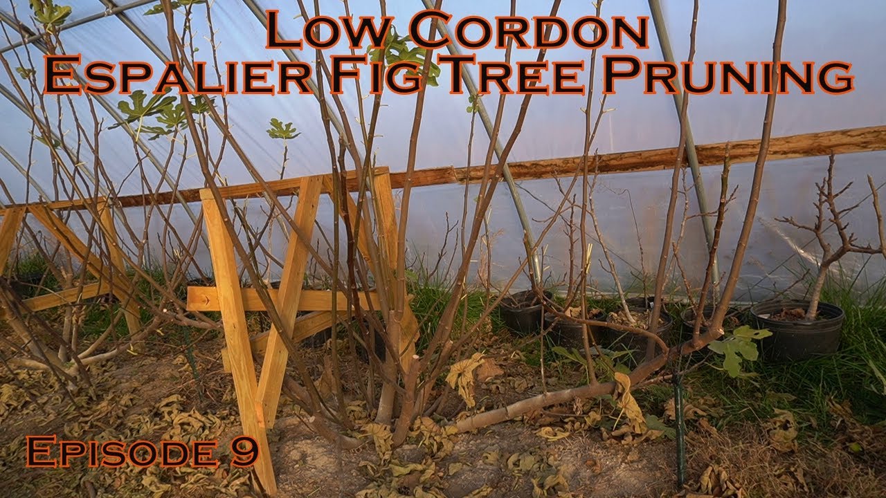 Low Cordon Espalier Fig Tree Pruning episode 9 - YouTube