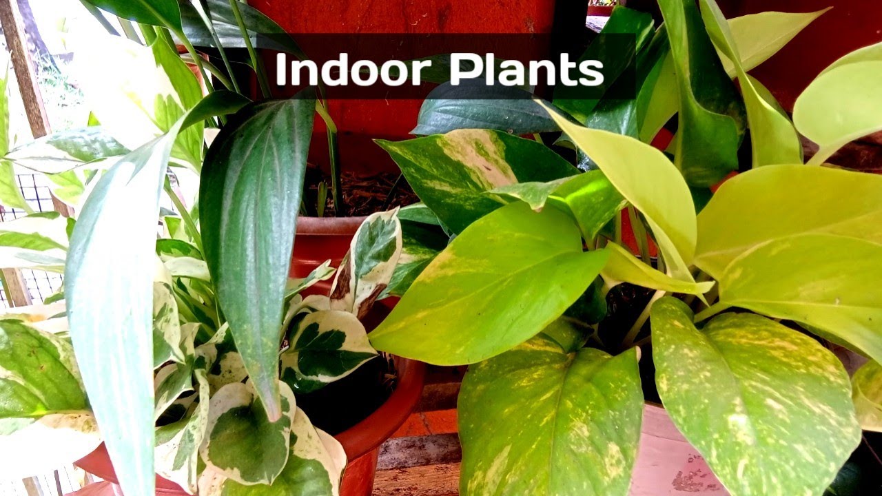 #627 Garden Update, ICU Area, Ornamental plants.. Succulent Davao - YouTube