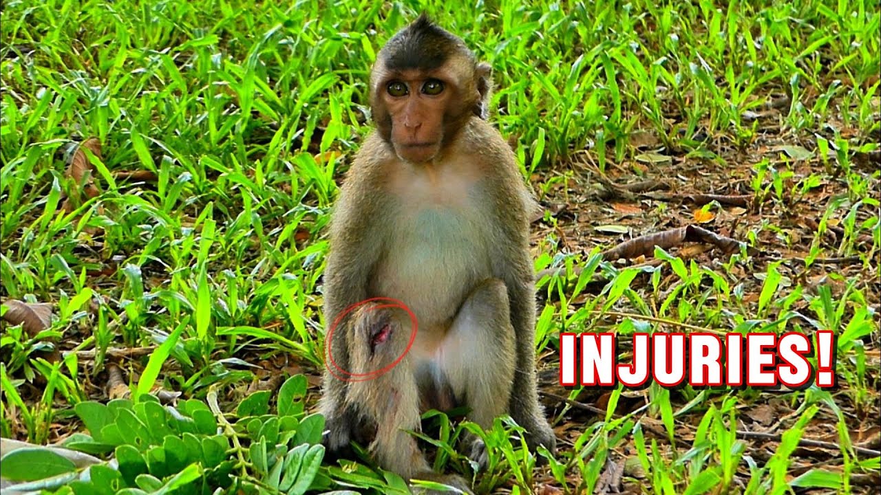 Autum’s Painful Lesson in Jungle Hierarchy, @monkeynaturekh - YouTube