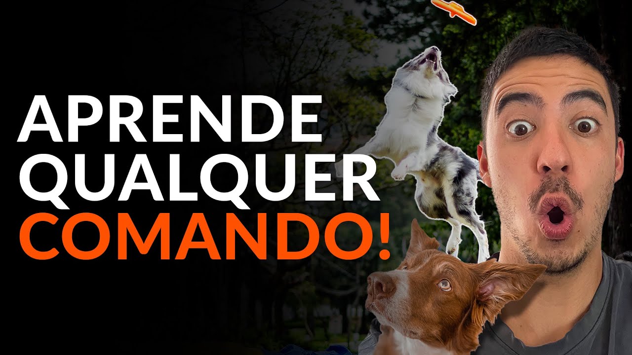 O segredo para ensinar QUALQUER COMANDO para seu cachorro ...