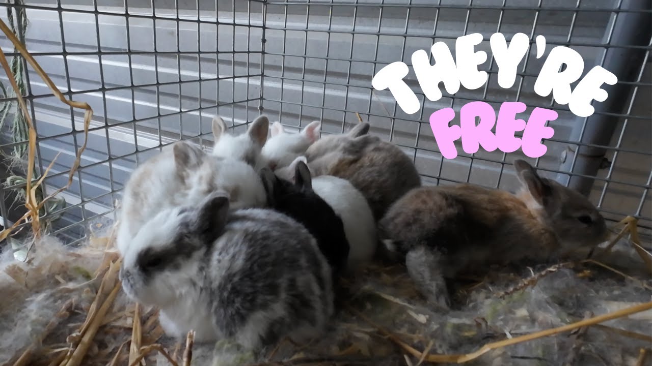 Rabbit kits day 17 | Removing the nesting box! - YouTube