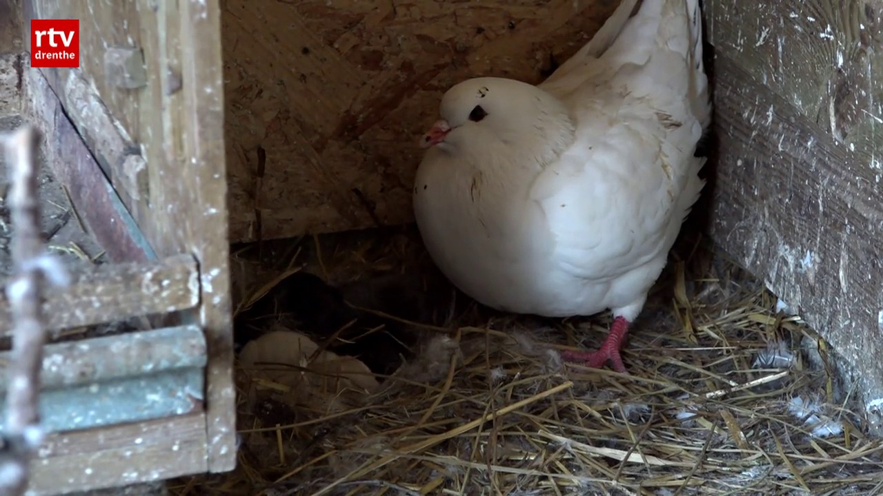 Duif ontfermt zich over zeven baby-konijntjes - YouTube