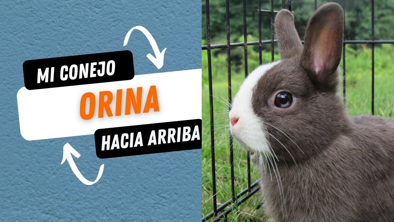 MI CONEJO ORINA HACIA ARRIBA - qué hacer? - YouTube