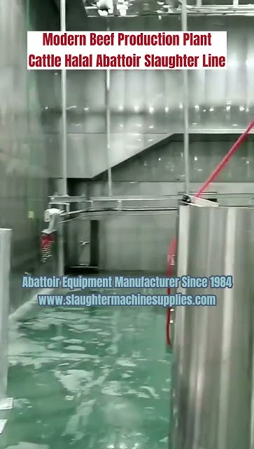 Beef production plant-modern abattoir cattle slaughtering and ...