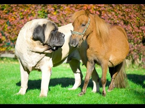 Biggest Dog Breed in The World - Top 5 Big Dogs